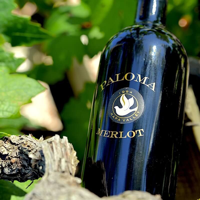 Discovering Merlot: A Guide to Understanding This Beloved Grape