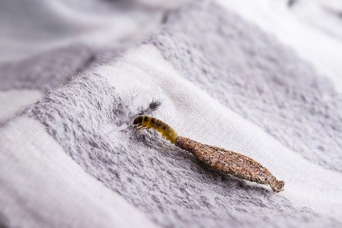 How To Protect Your Wardrobe From Closet Pests