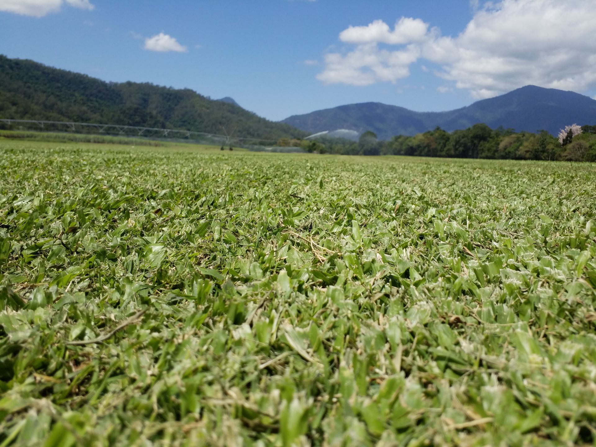Quality & Maintenance-Free Turf | Cairns, QLD