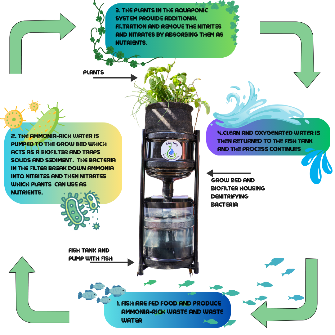 What is Aquaponics | Eduponics - Sustainable Farming