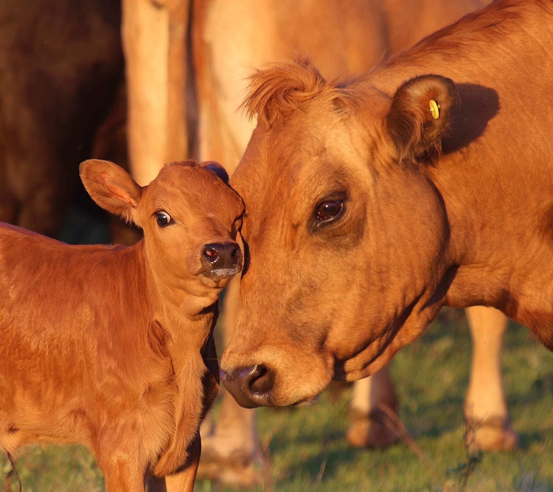 Grass Fed and Grass Finished Beef, Calgary, Alberta - TK Ranch