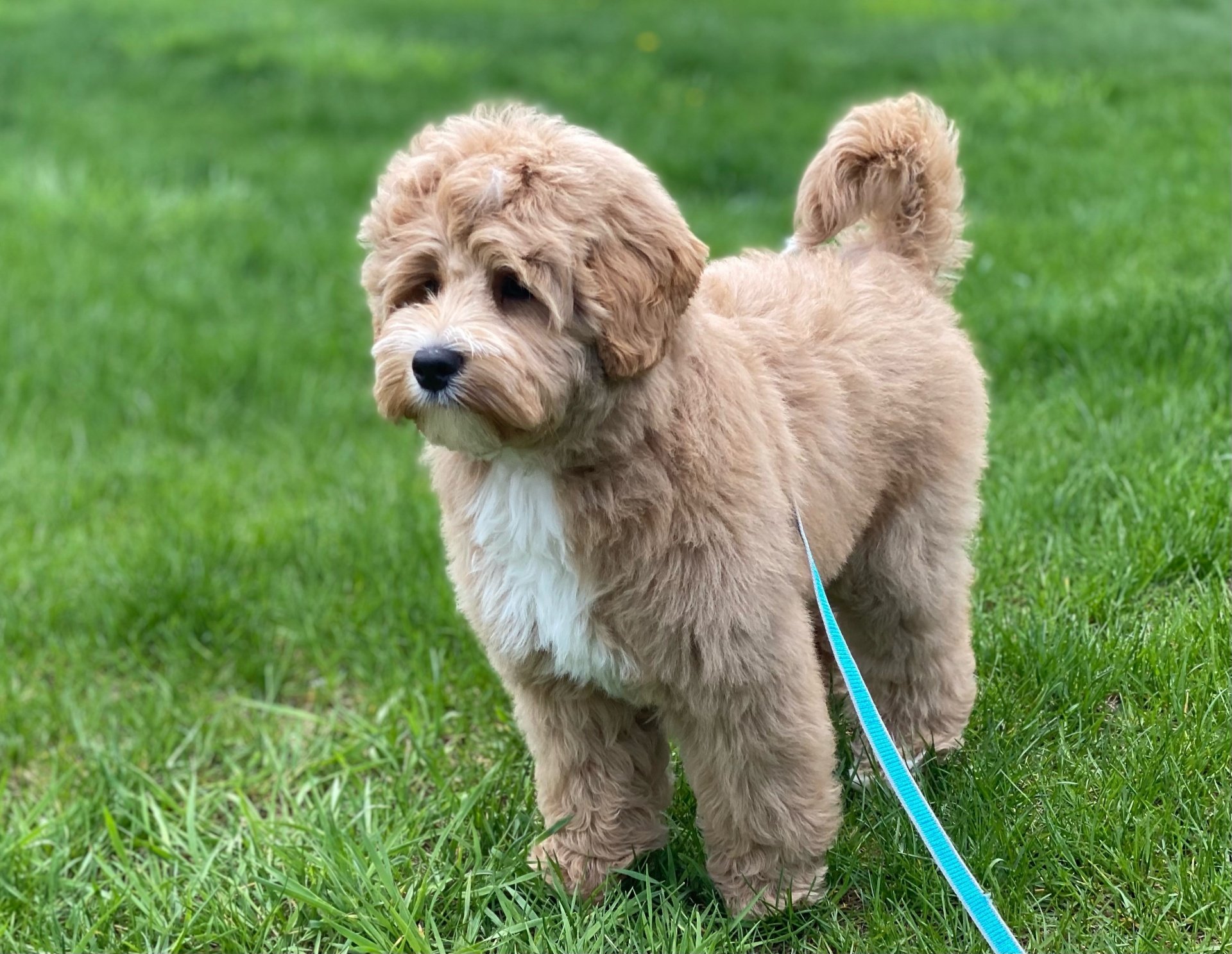 Our Dogs | Granite State Labradoodles