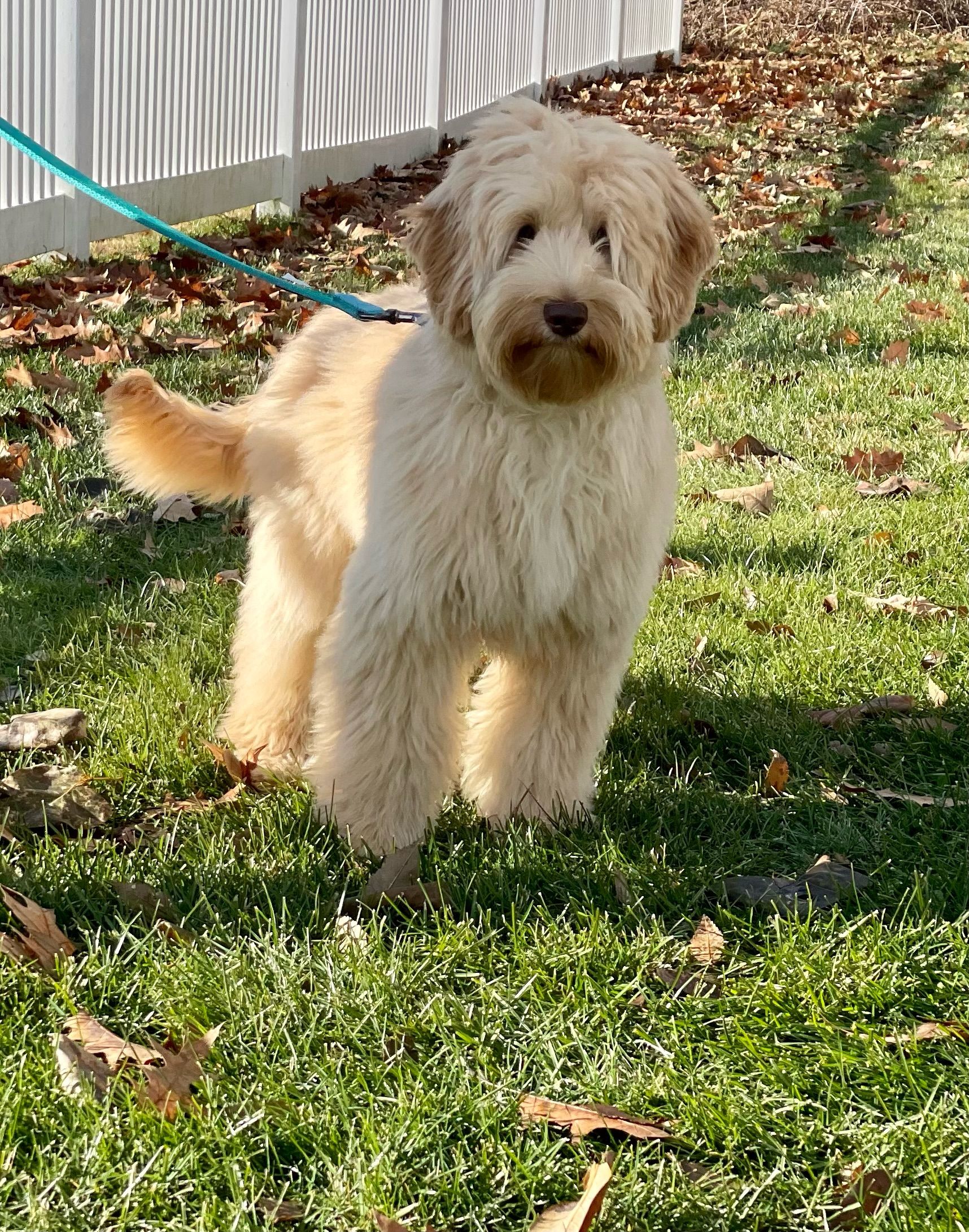 Our Dogs | Granite State Labradoodles