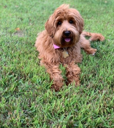 Our Dogs | Granite State Labradoodles