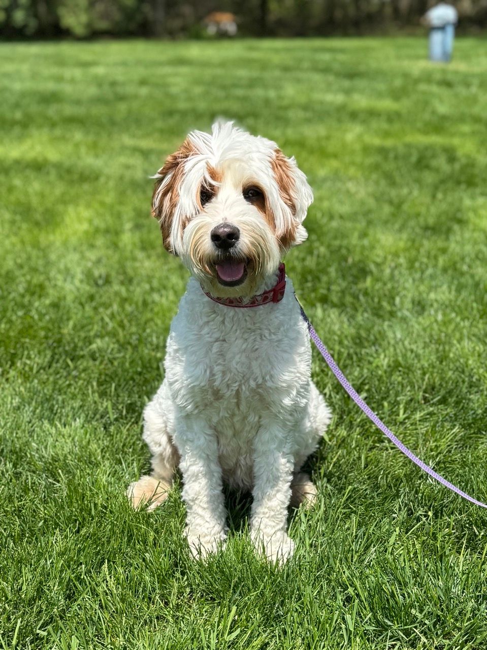 Our Dogs | Granite State Labradoodles