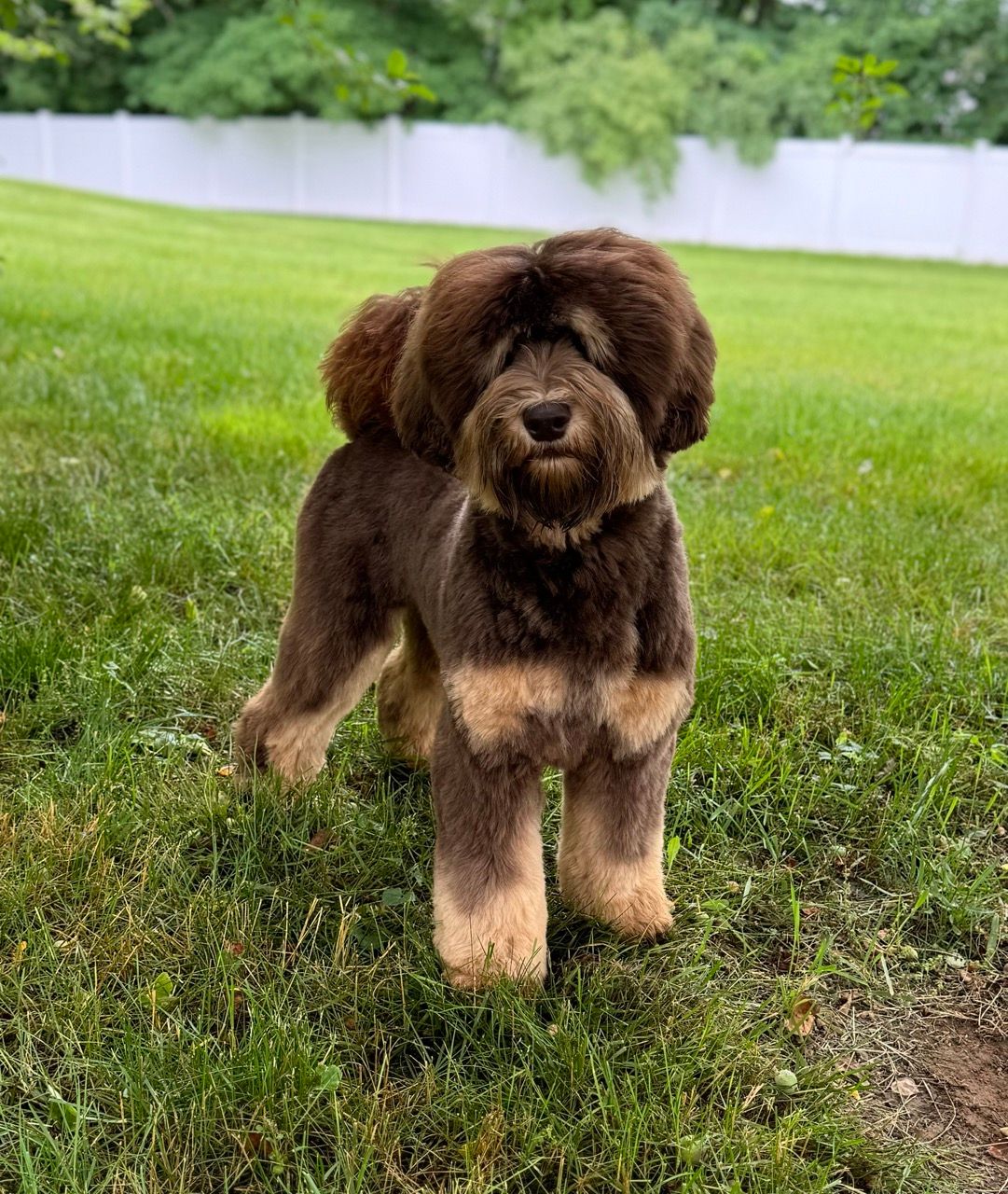 Our Dogs | Granite State Labradoodles
