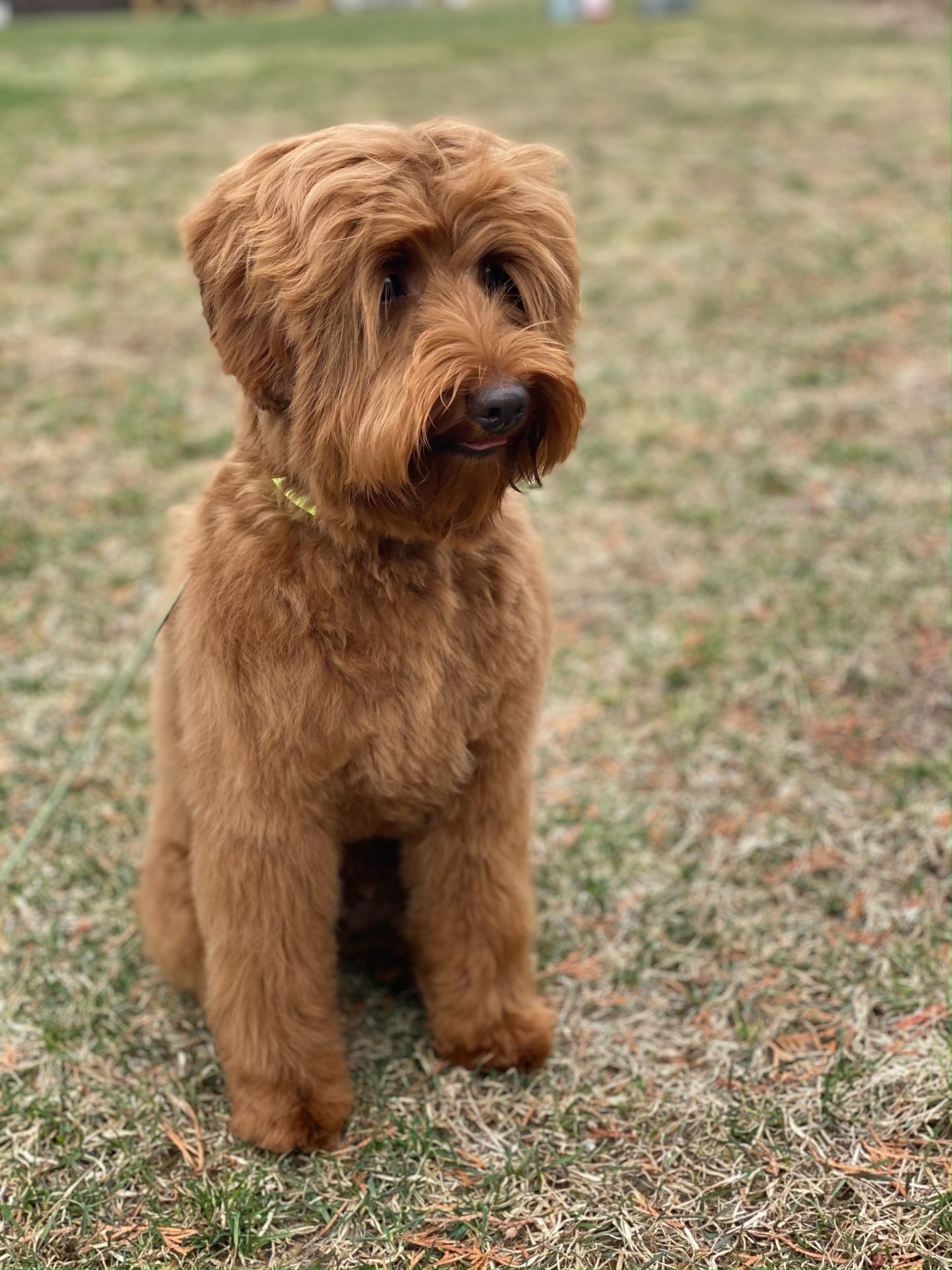 Our Dogs | Granite State Labradoodles