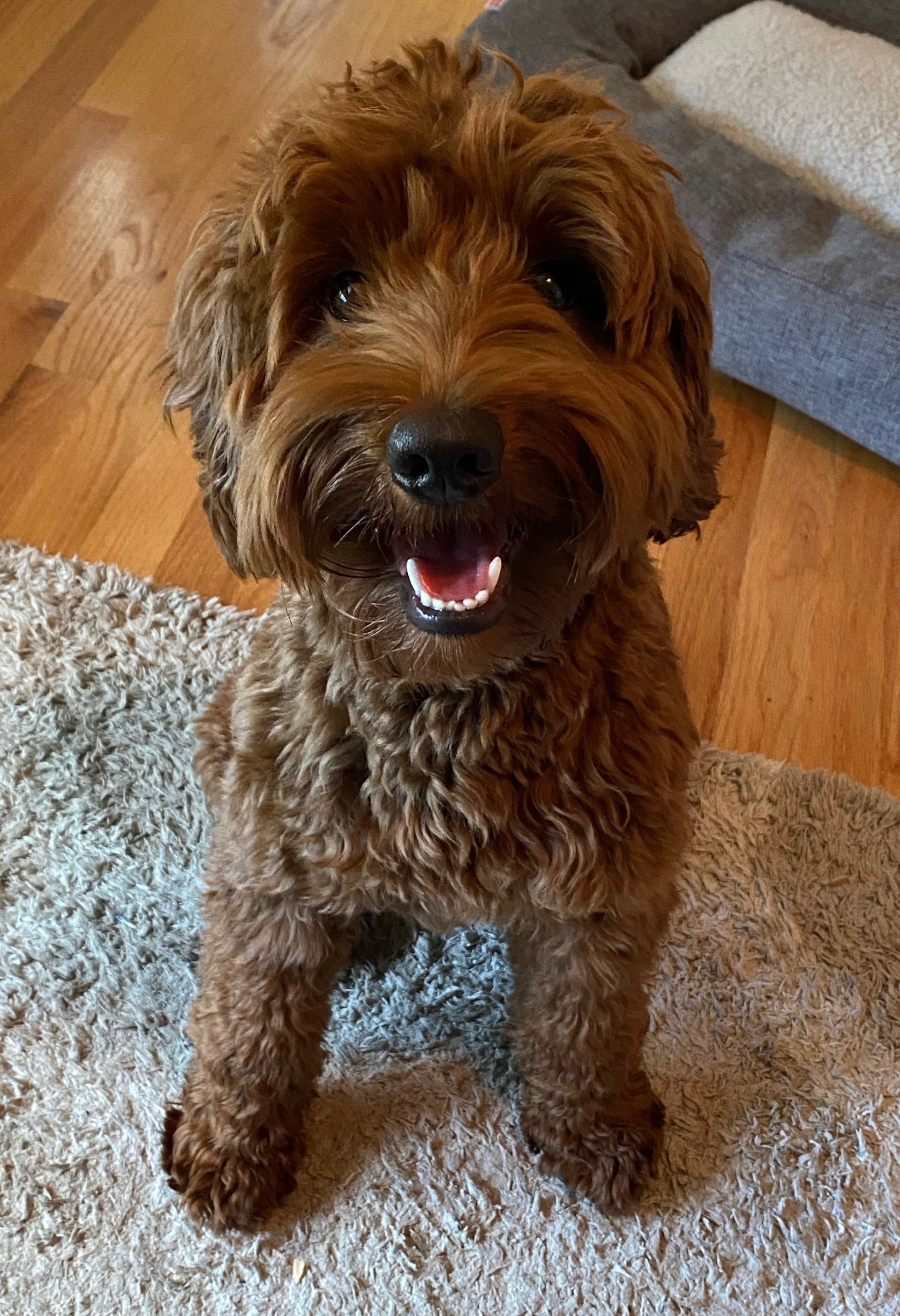 Our Dogs | Granite State Labradoodles