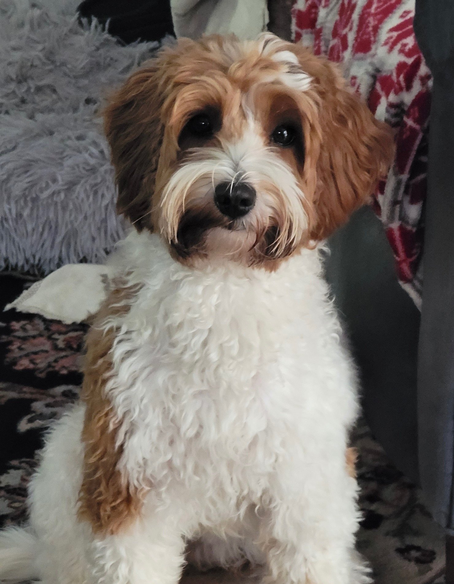 Our Dogs | Granite State Labradoodles
