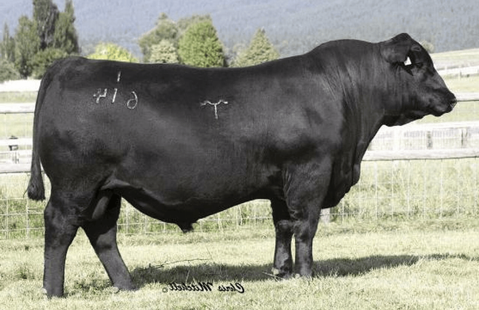 Greswick Angus - East Seaham, NSW - Angus Bulls For Sale