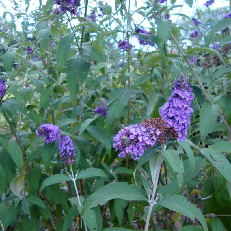 Perennials