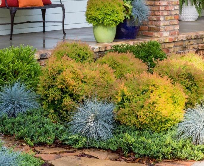 Fire Chief Arborvitae