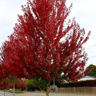 Redpointe Maple