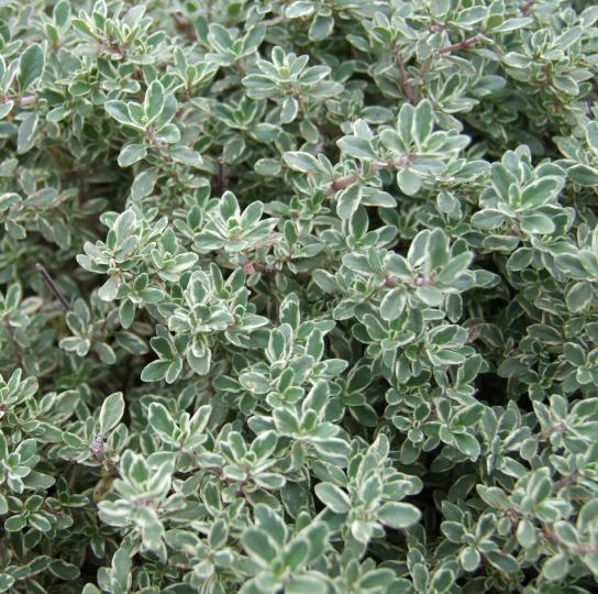 Silver Edge Thyme