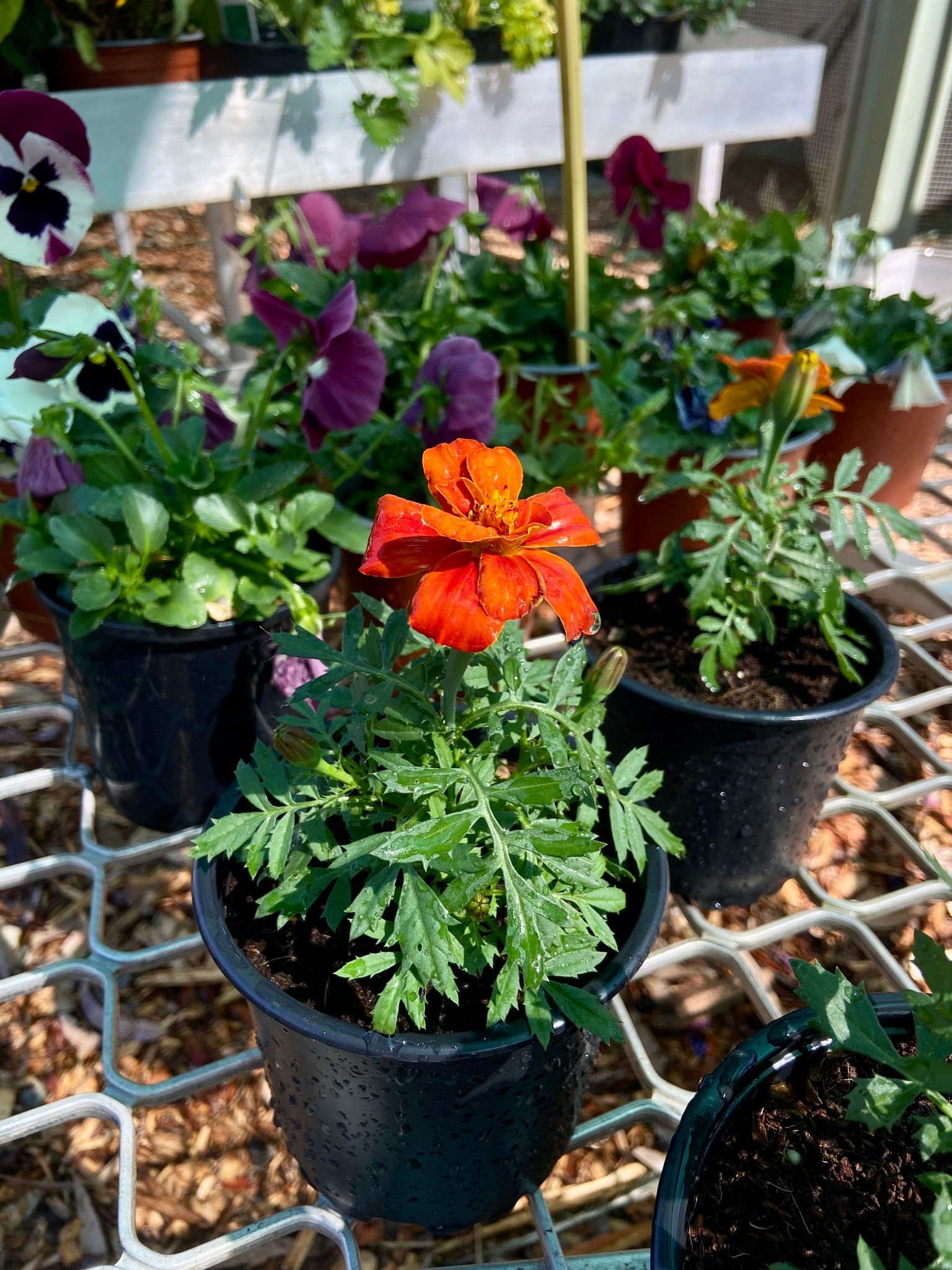 Plant Nursery Central Coast | Radley's Pet & Aquarium