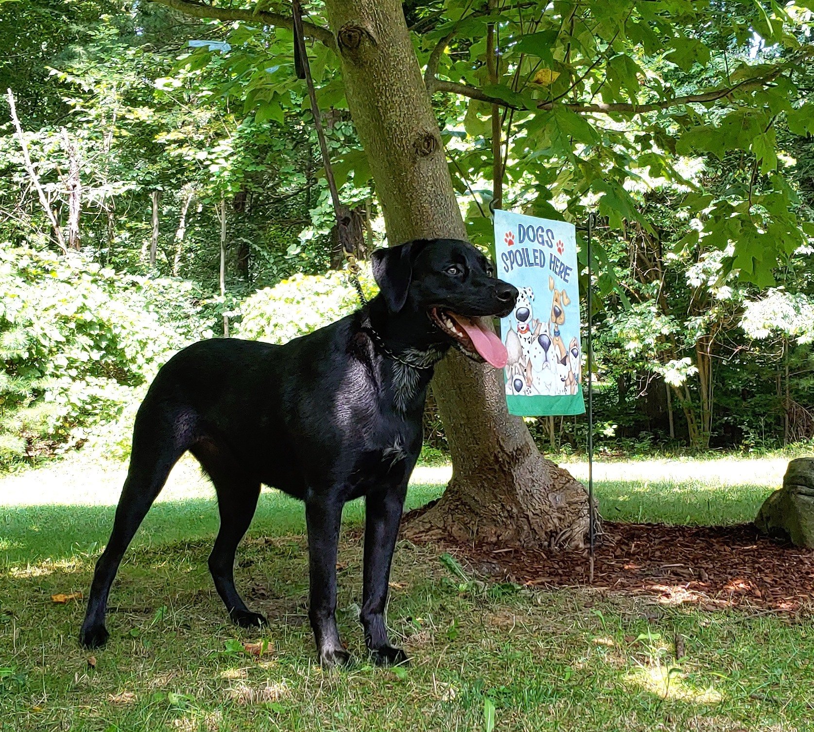 Easdale Pet Care-Boarding Dogs | Easdale Best Pet Care | Akron, OH