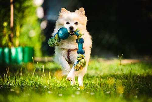 Take A Look About Dog Boarding Akron Ohio