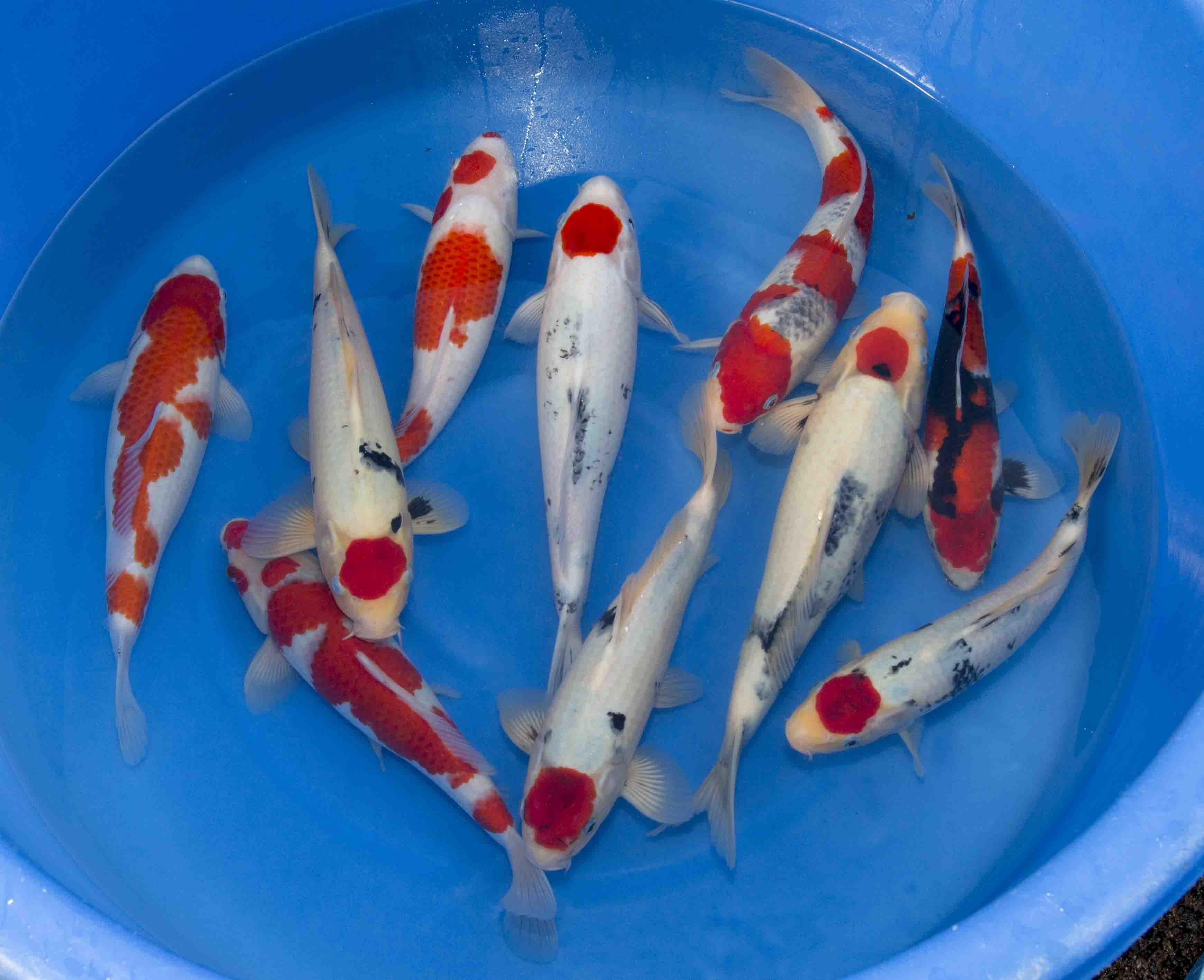 Japanese koi and filtration systems based in Lancashire