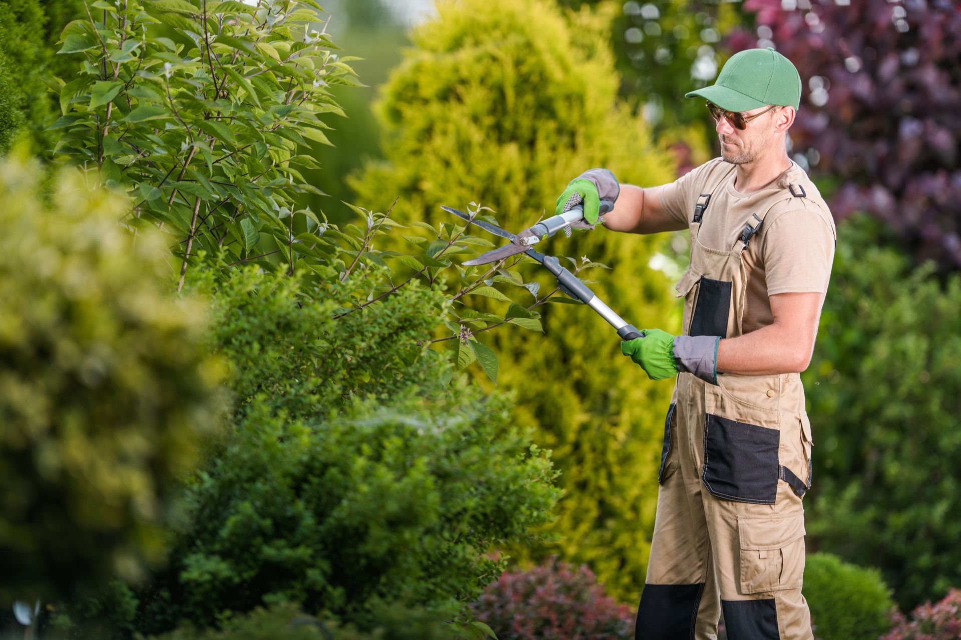 Tree and Shrub Care | VM Landscaping