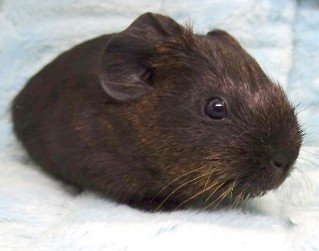 Guinea Pigs-Critters – Abilene, KS – Paws-N-Claws