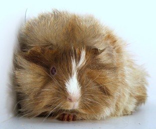Guinea Pigs-Critters – Abilene, KS – Paws-N-Claws
