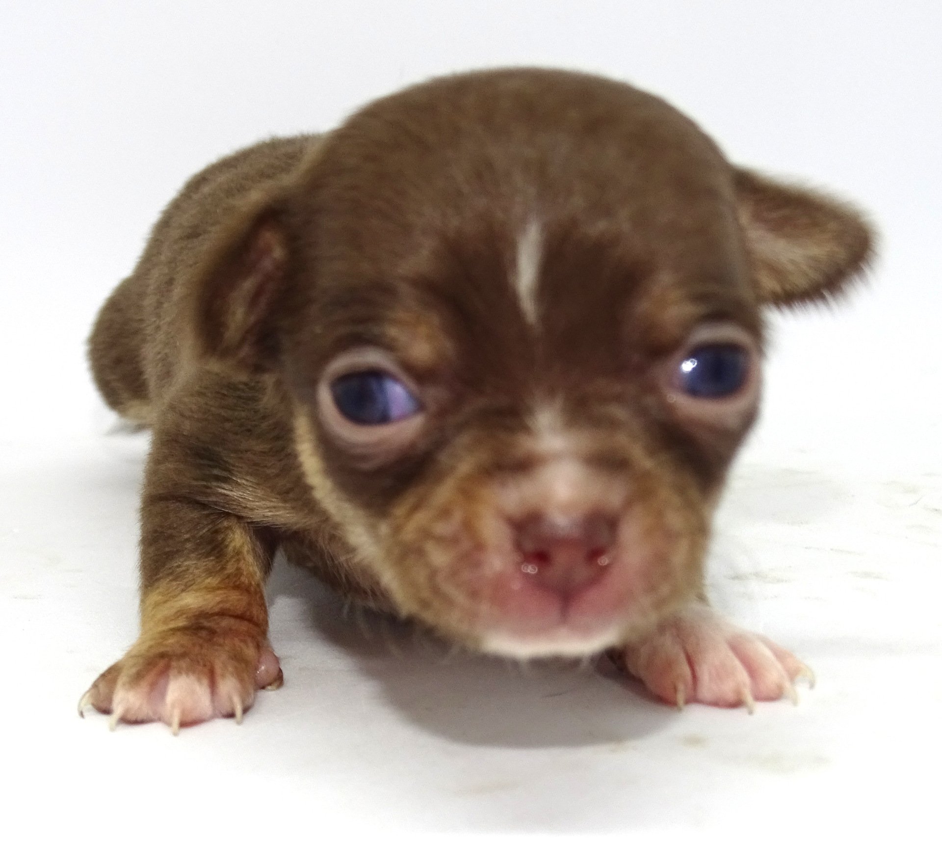 Pug Pups-Chihuahua Pups – Abilene, KS – Paws-N-Claws