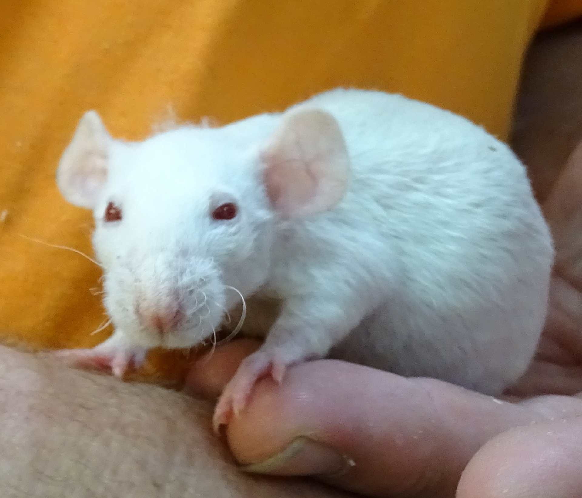 Hairless & Fancy Rats & Mice Bred by us, handled often