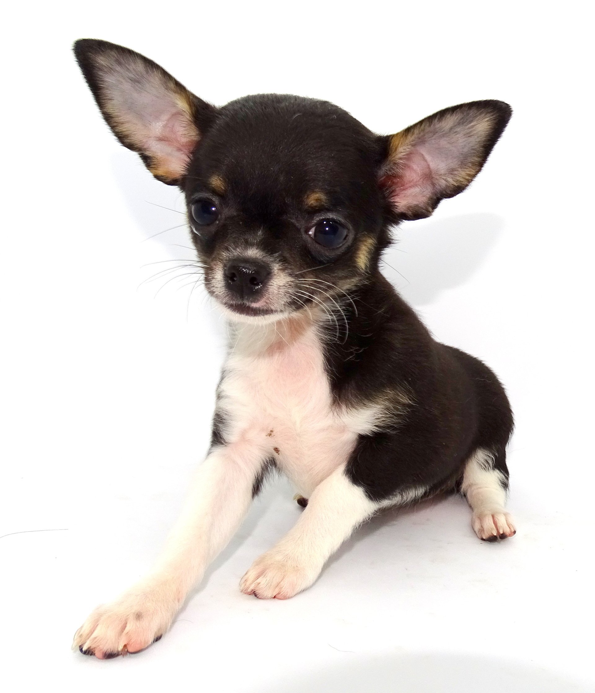 Pug -Chihuahua – Kansas – Dog Breeder- Family Owned
