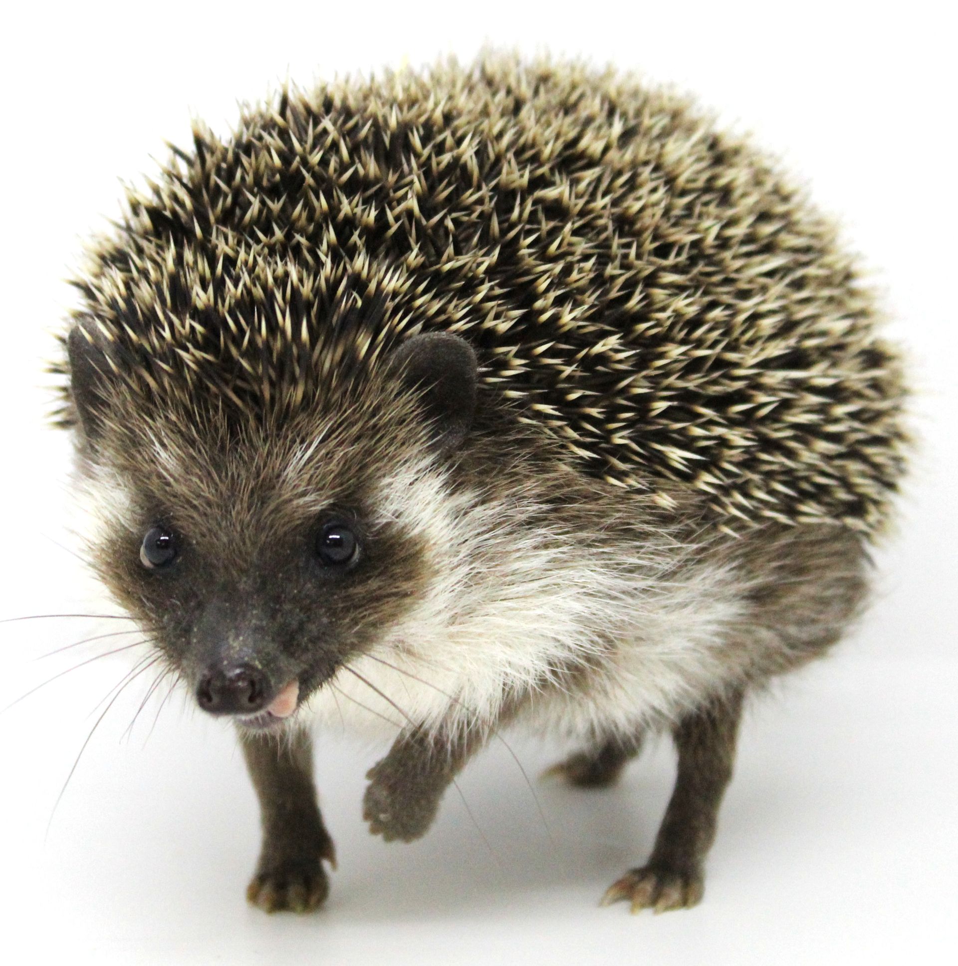 Pet Store – Abilene, KS – Paws-N-Claws