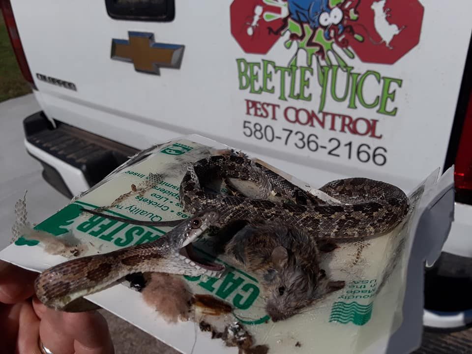 Beetle Juice Pest Control | Pest-Free Living | Duncan & Lawton, Oklahoma