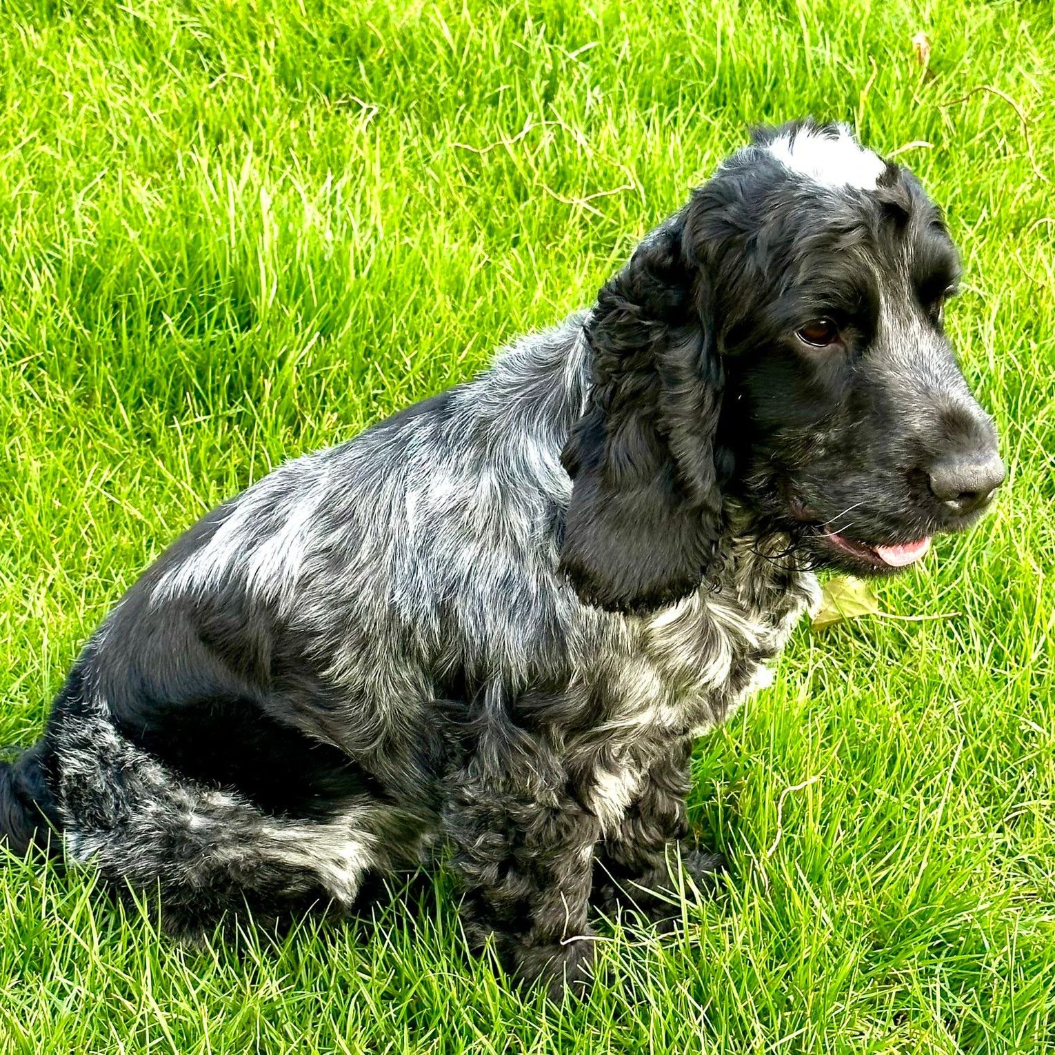 Jumbana Dogs - Breeders of Cocker Spaniels & Dachshunds