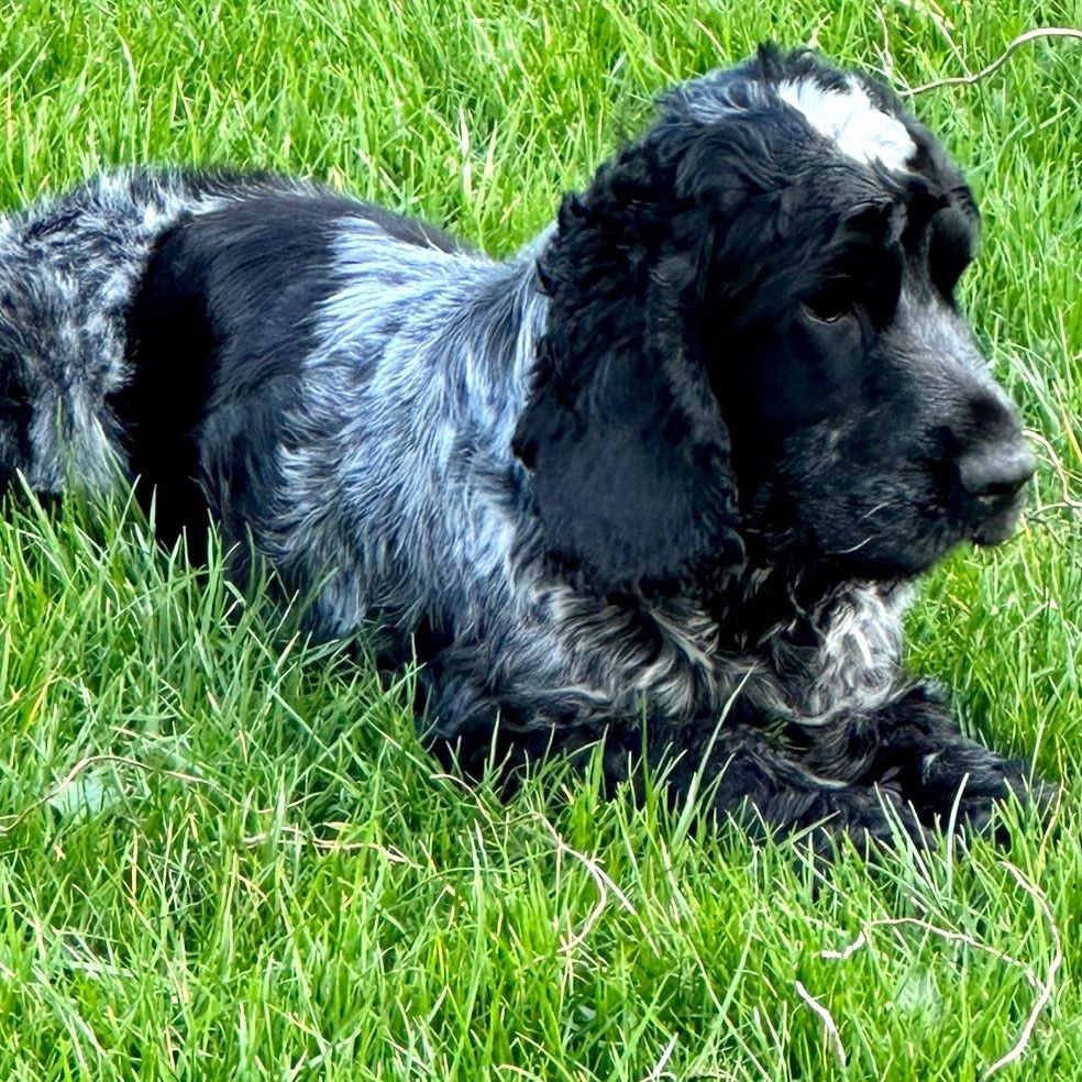 Jumbana Dogs - Breeders of Cocker Spaniels & Dachshunds