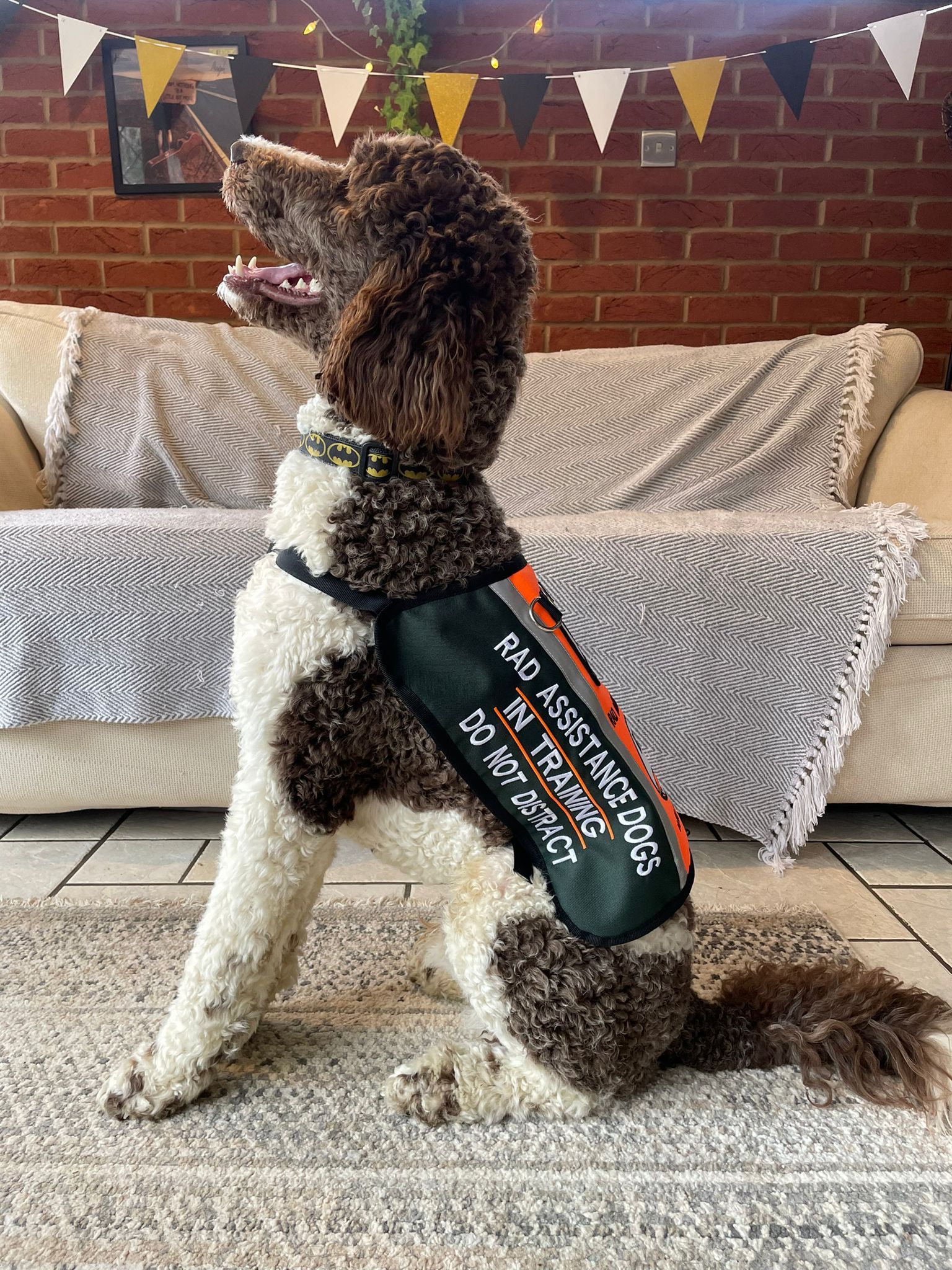 RAD Assistance Dogs - Assistance Dogs - Leicester, England