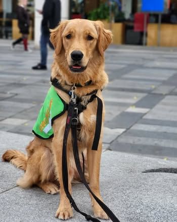 RAD Assistance Dogs - Assistance Dogs - Leicester, England