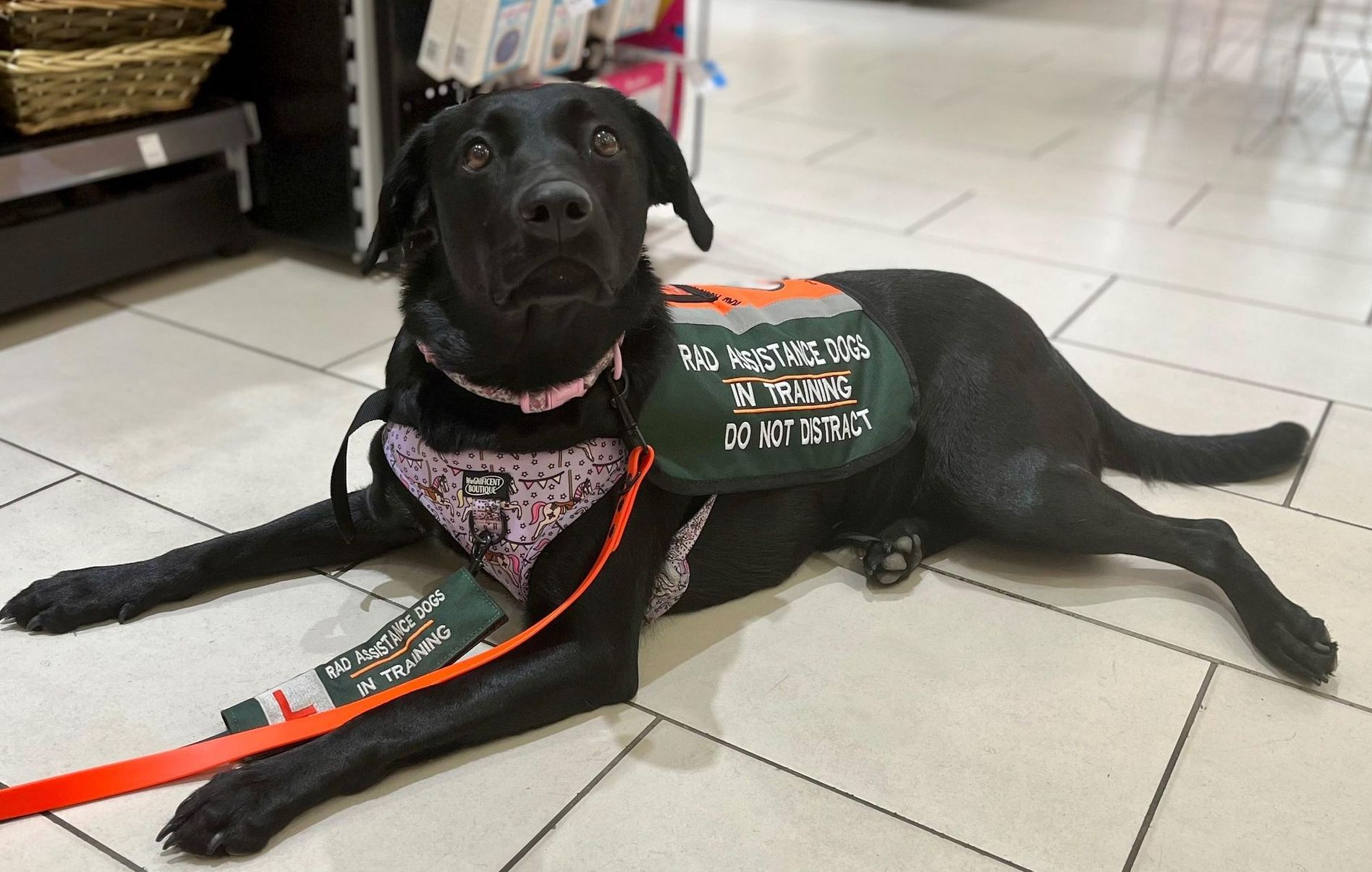 Information for businesses about access for assistance dogs