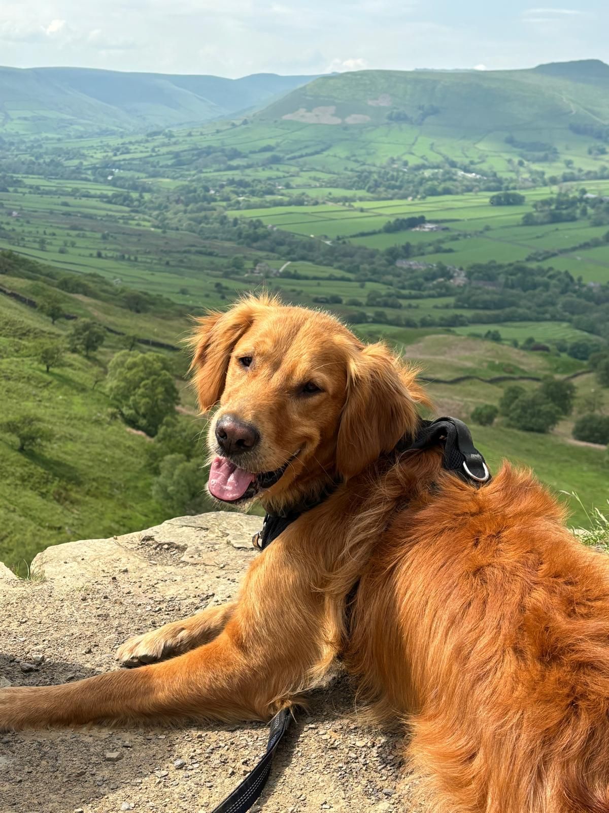 RAD Assistance Dogs - Assistance Dogs - Leicester, England