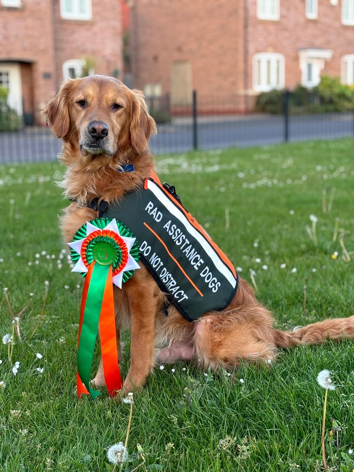 RAD Assistance Dogs - Assistance Dogs - Leicester, England