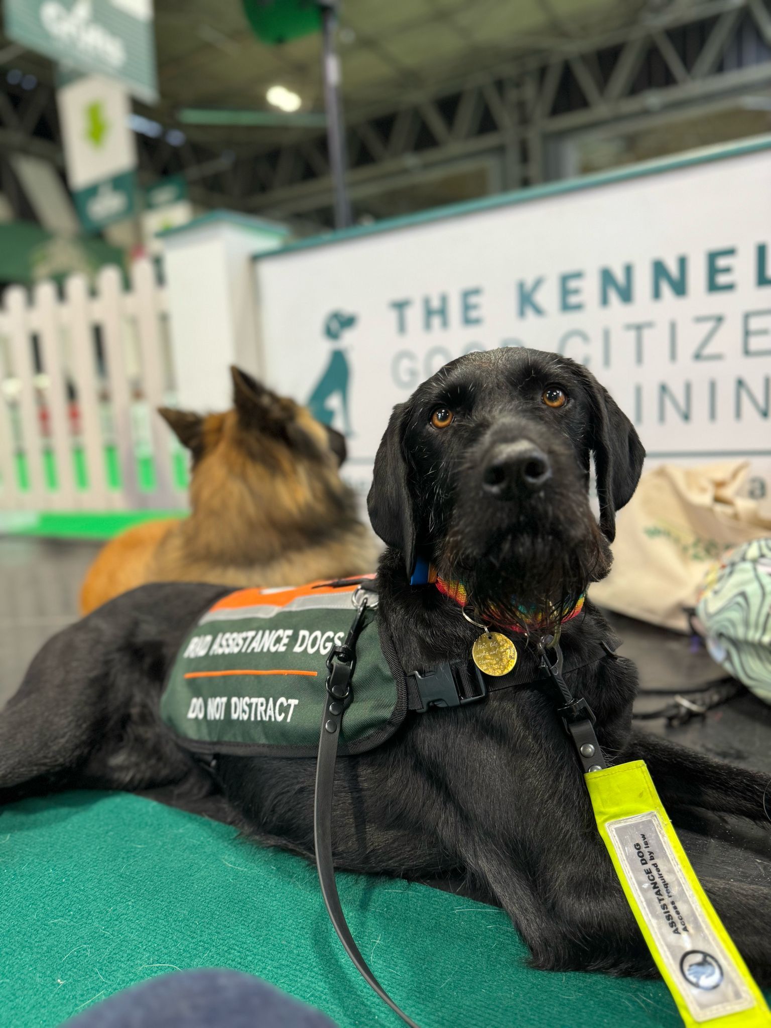 RAD Assistance Dogs - Assistance Dogs - Leicester, England