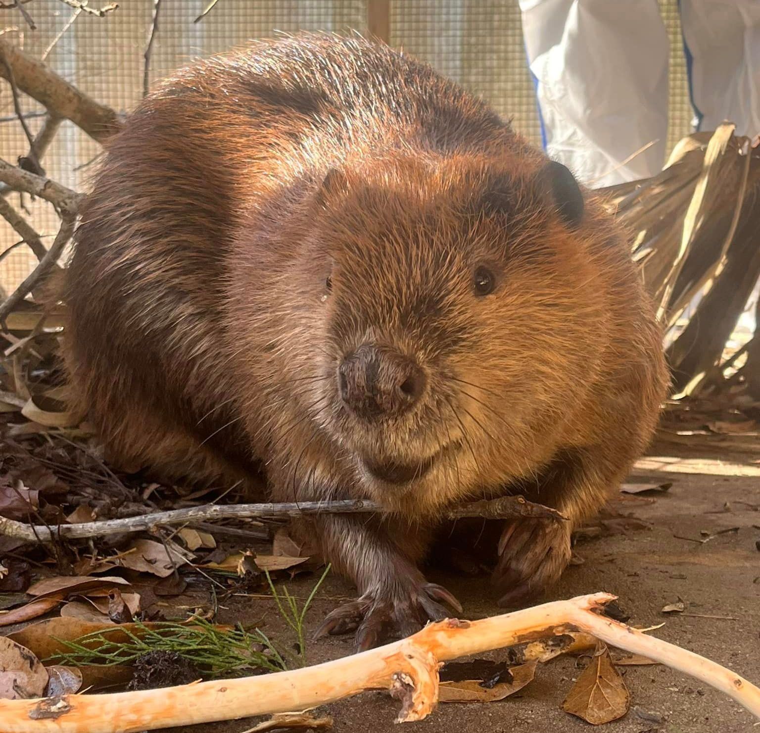 Young Beaver Rescued from Gulf, Recovered from Saltwater Toxicity