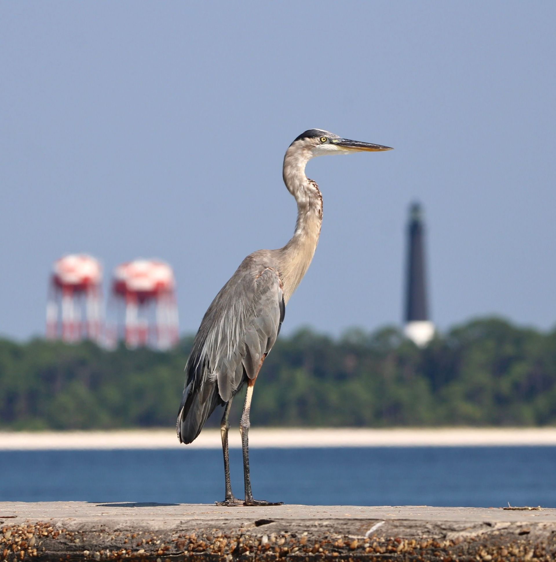 Why Local Blue Herons Look Scruffy This Time of Year