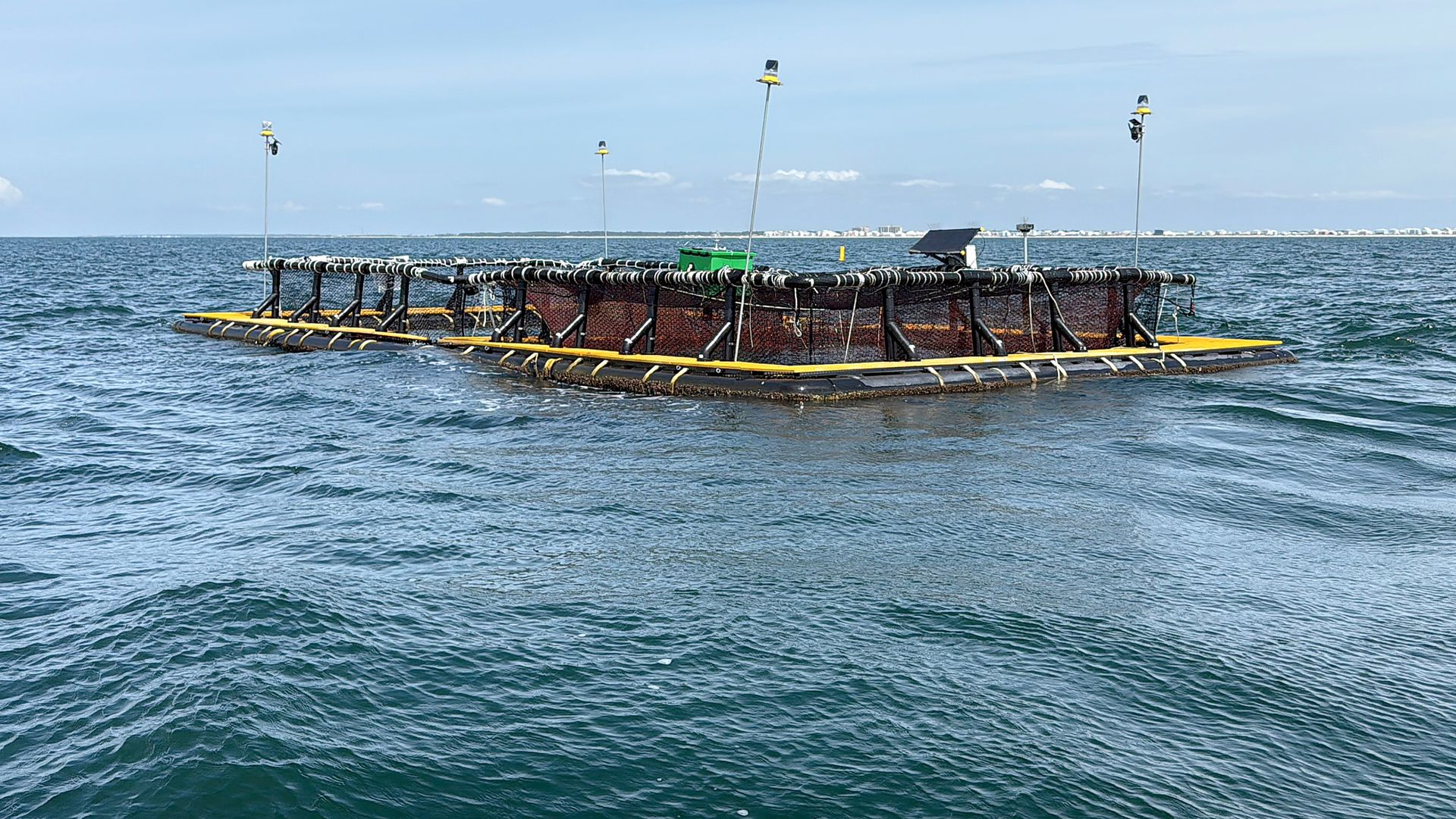Dauphin Island Sea Lab Harvests First Fish From Gulf Aquaculture Platform