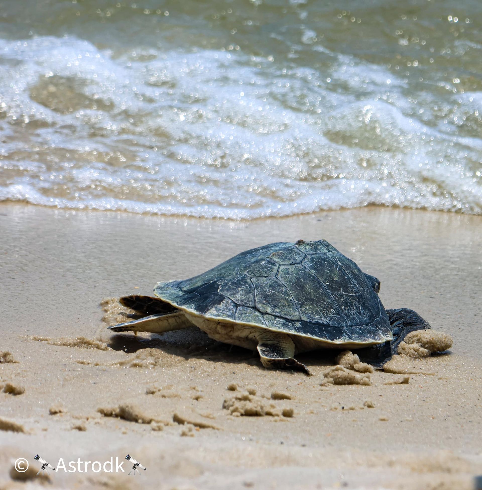 A Second Chance for Alex, a Rescued Kemp's Ridley Sea Turtle