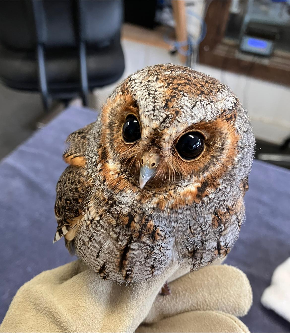 Rare Flammulated Owl shows up on the beach in Orange Beach