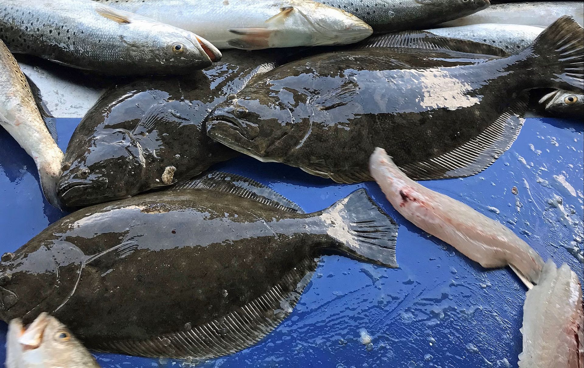 Alabama Researchers Uncover Surprising Trends in Inshore Fish Populations