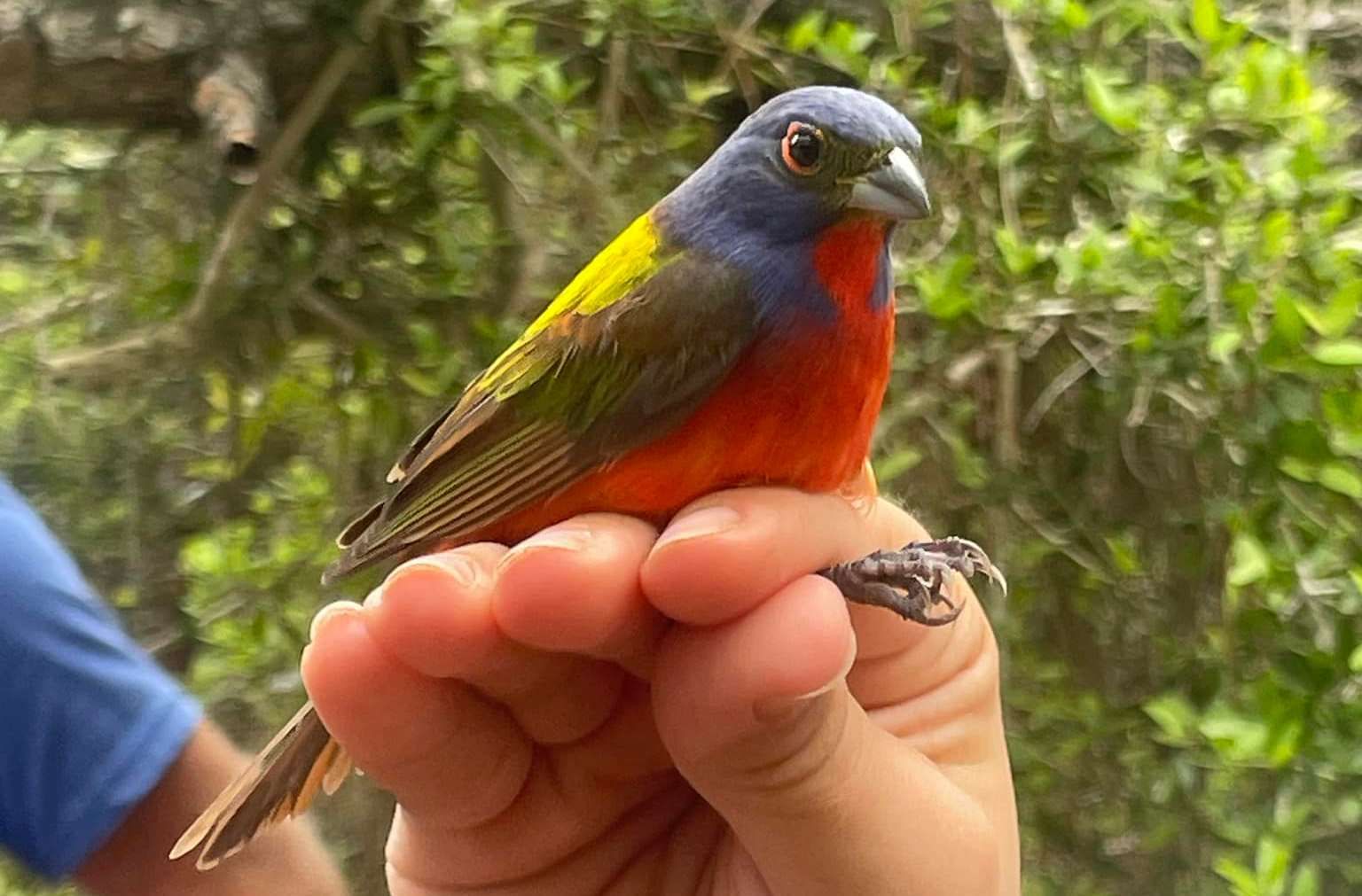 Experience Migratory Birds Up Close at Fort Morgan's Bird Banding Event