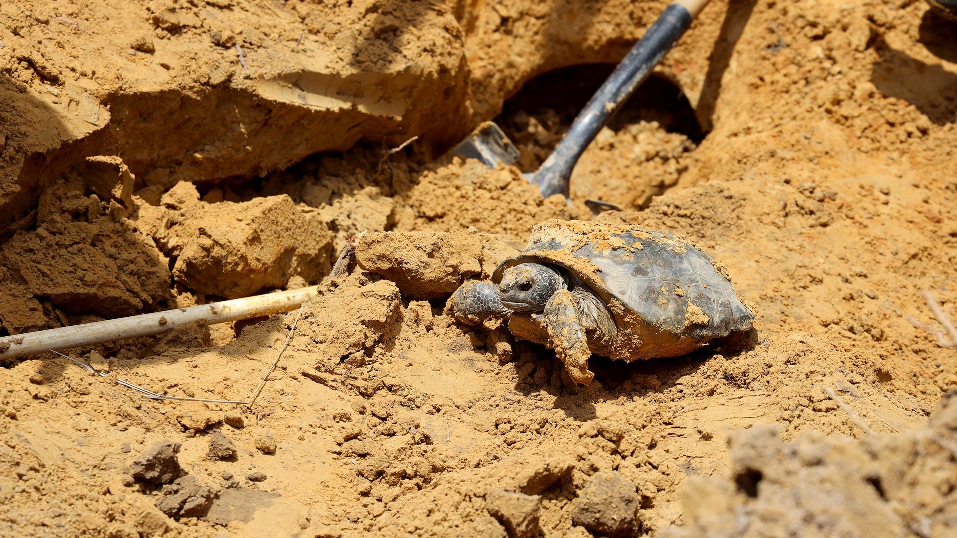State of Alabama and Developer Partner to Relocate Gopher Tortoises in ...