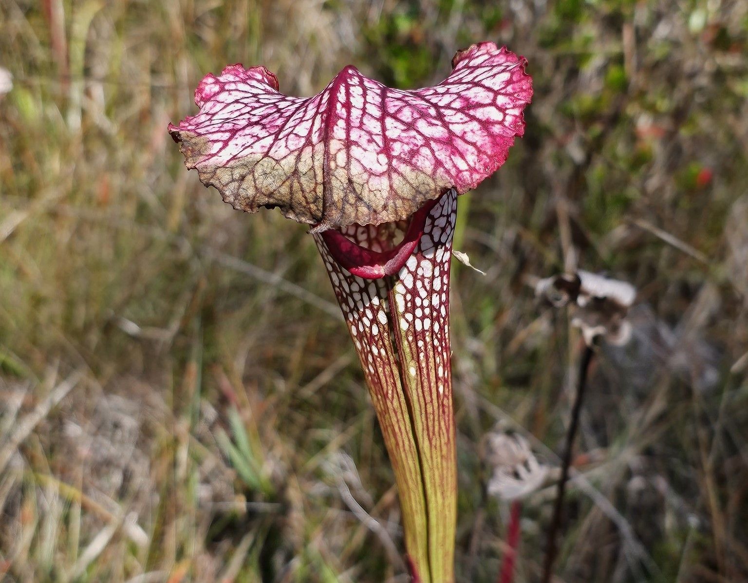 Alabama - Home to the World's Largest Variety of Pitcher Plants