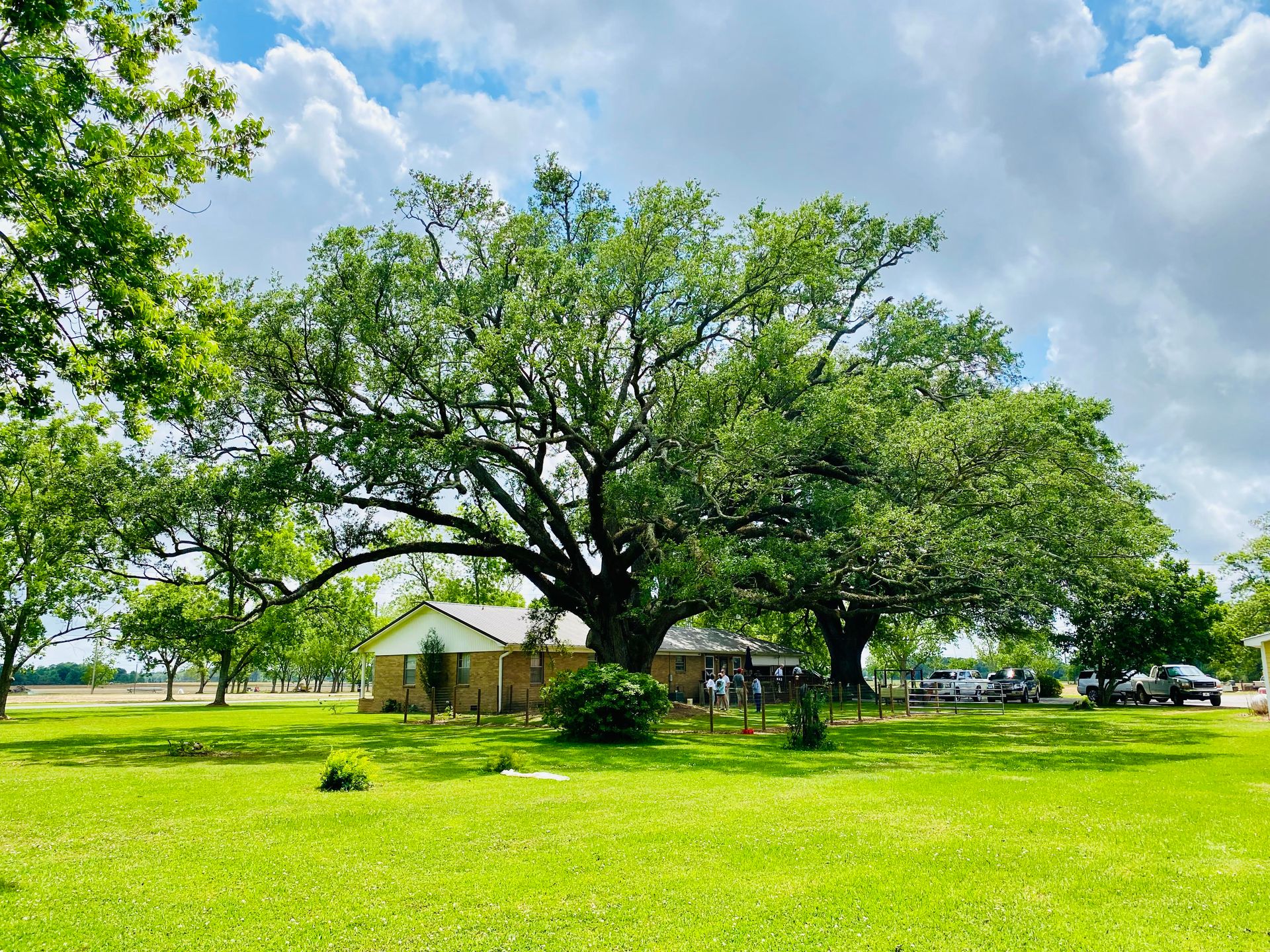 Foley Honors Ancient Trees with Century Plaques