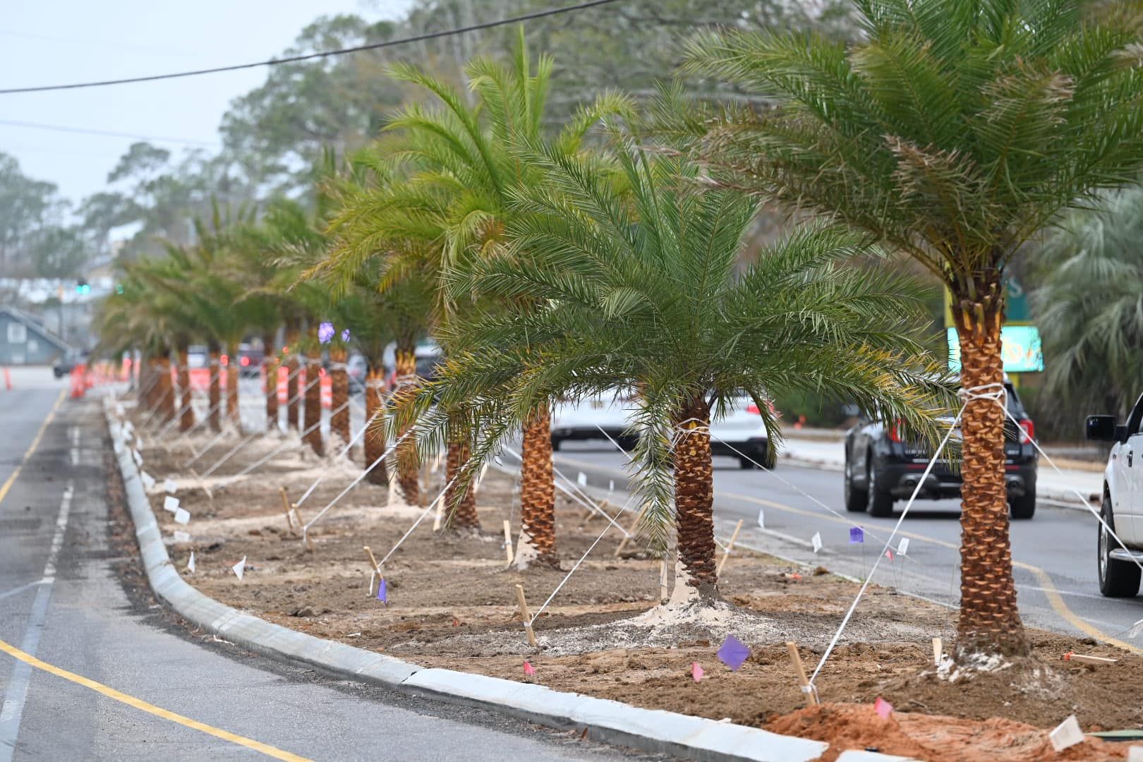 New Palm Trees Enhance East Canal Road, Paving to Follow
