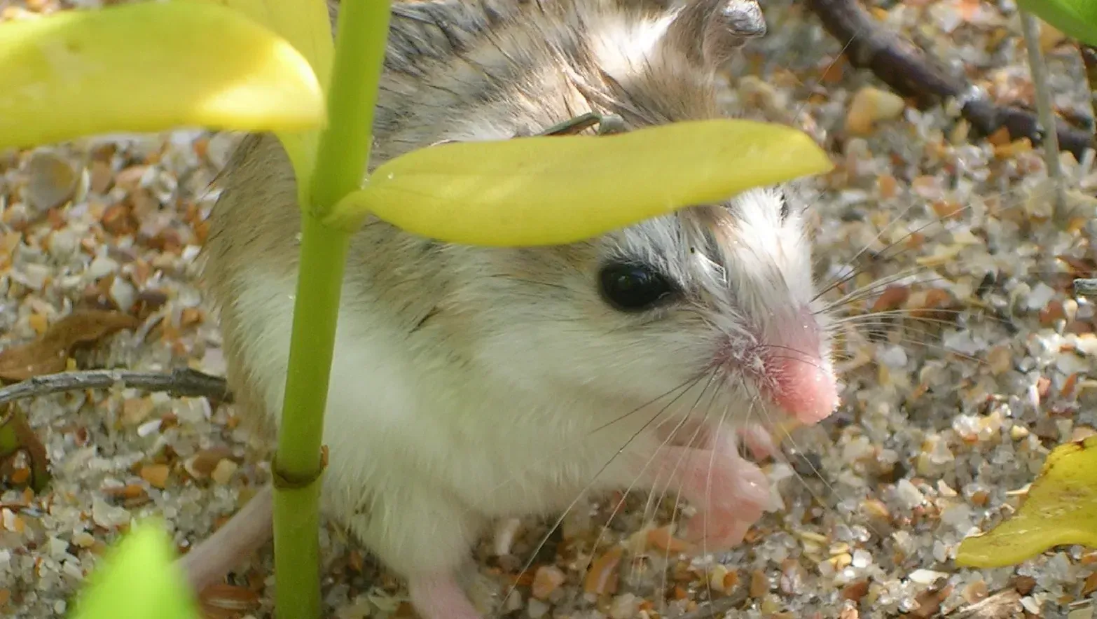 Safeguarding the Alabama Beach Mouse